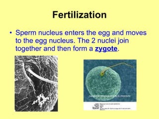 Sexual Reproduction In Animals | PPT