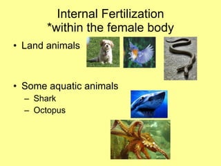 Sexual Reproduction In Animals | PPT