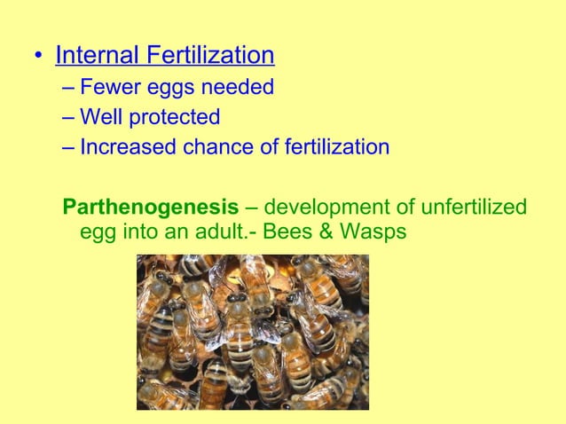 Sexual Reproduction In Animals | PPT | Infertility | Reproductive Health