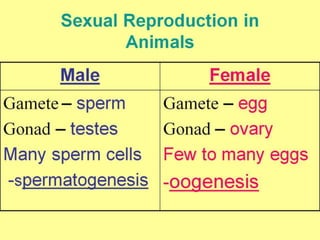 Sexual Reproduction in animals | PPTX