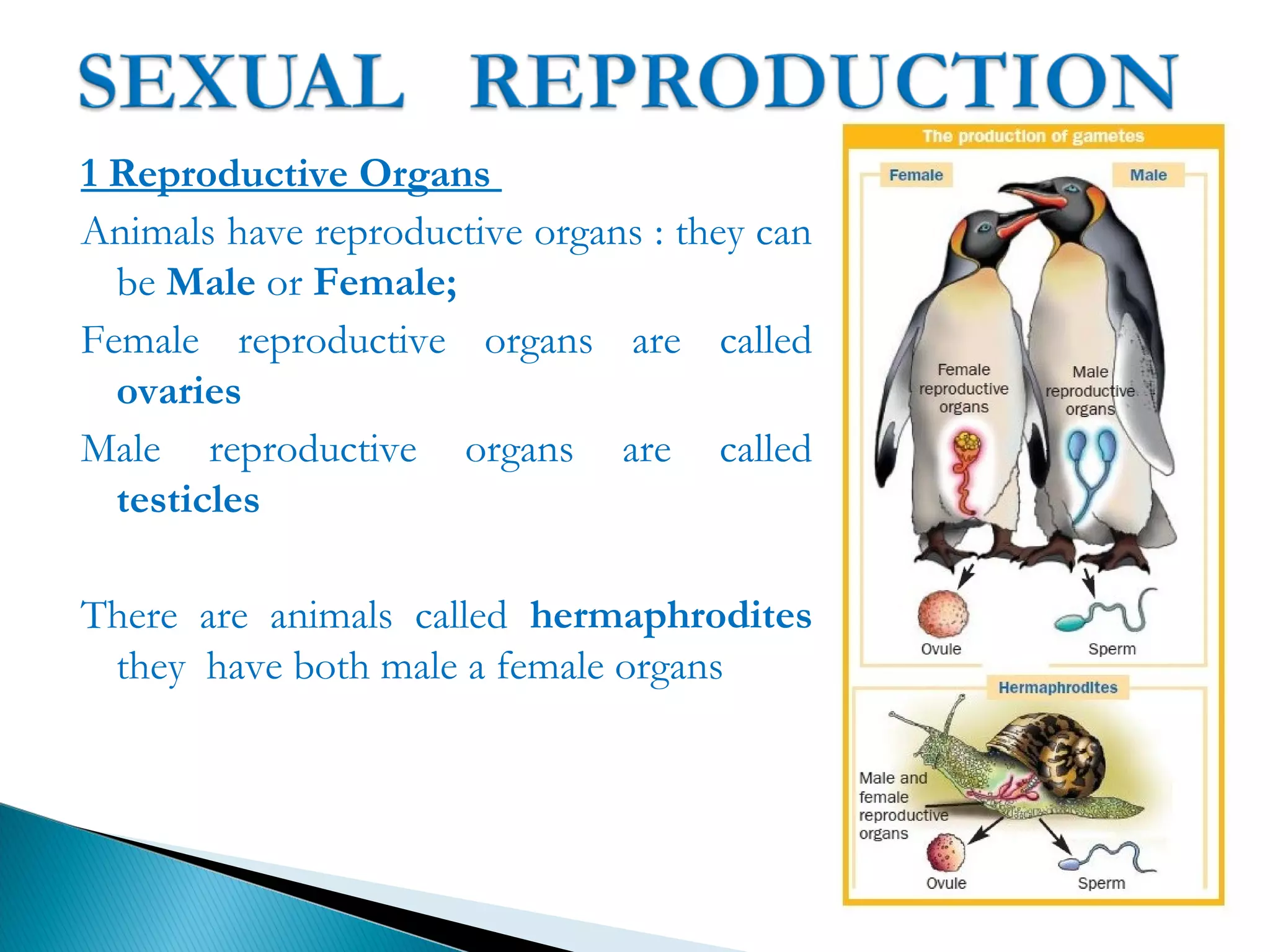 Sexual reproduction in animals | PPT