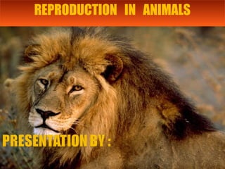 Sexual reproduction in animals | PPT