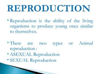 Sexual reproduction in animals | PPT