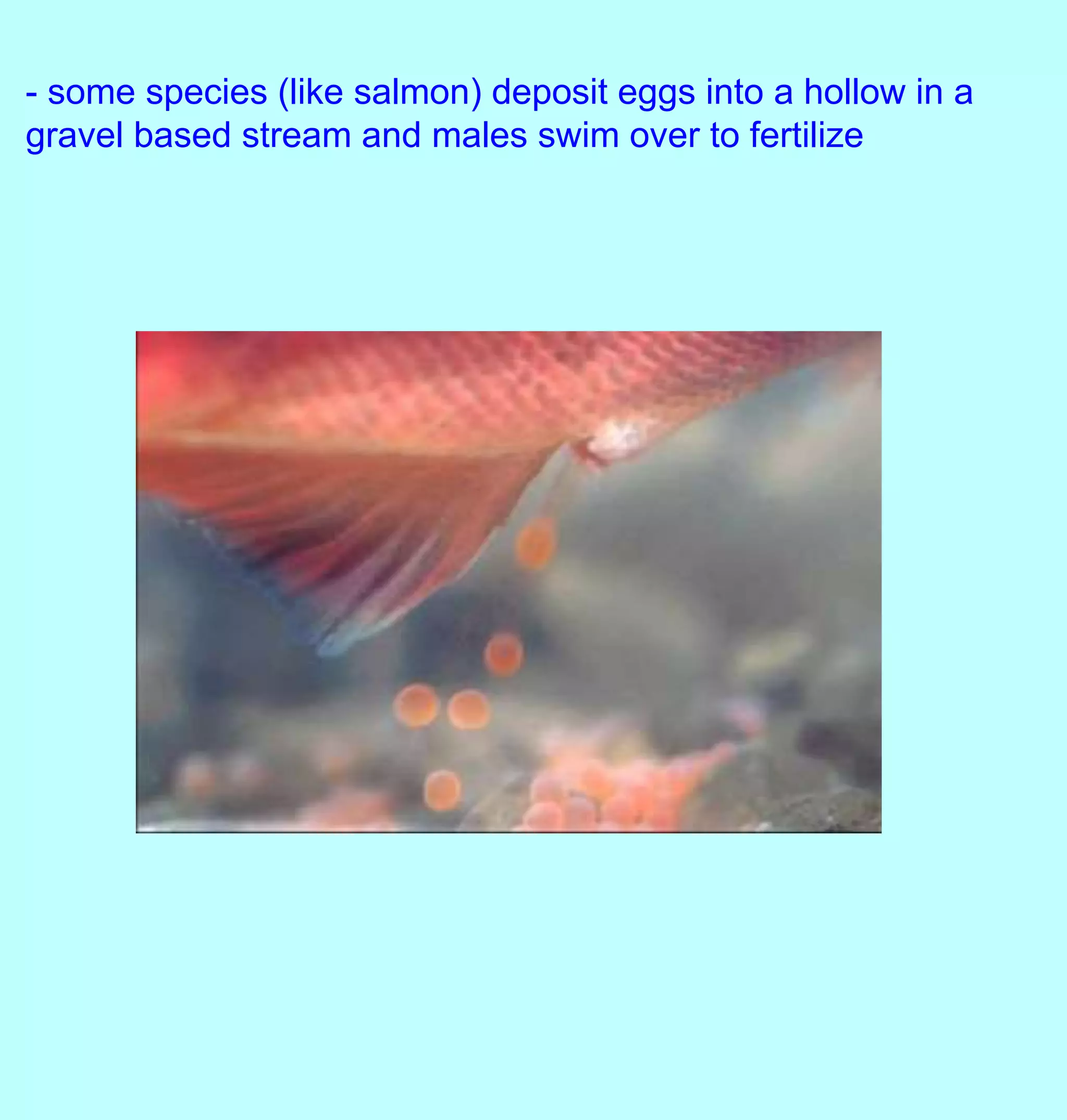 Sexual reproduction in animals teacher | PPTX