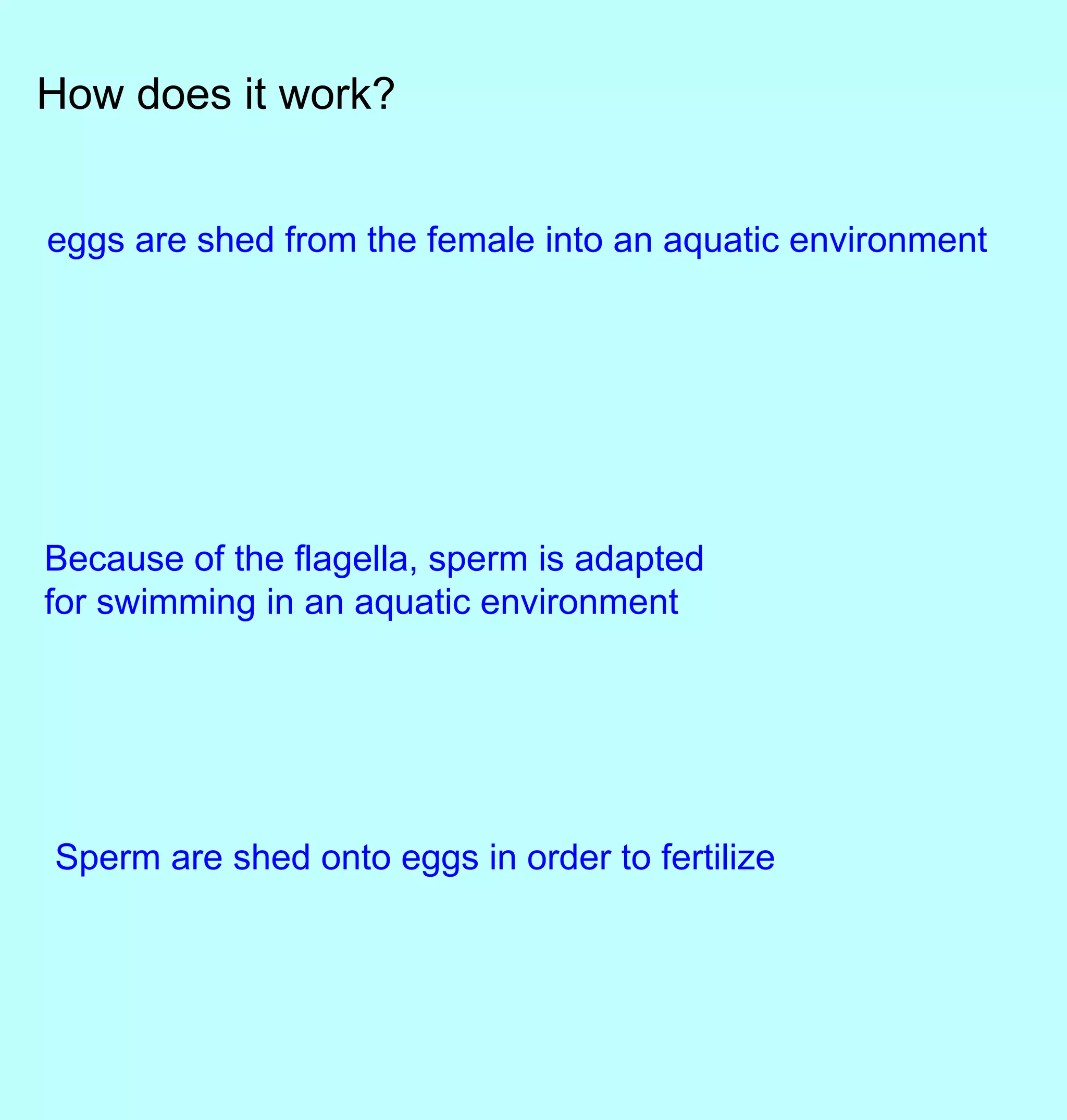Sexual reproduction in animals teacher | PPTX