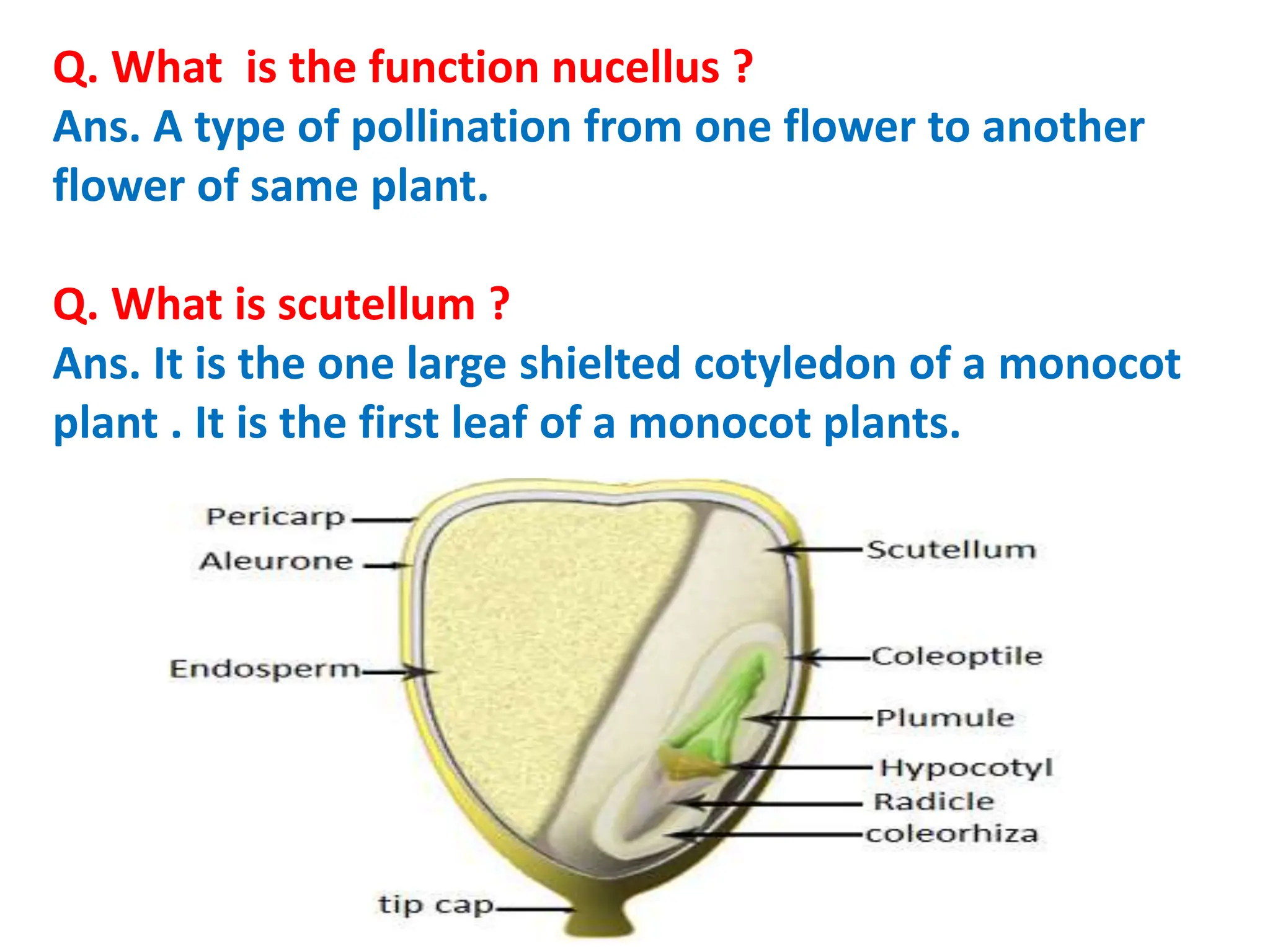 Sexual Reproduction in Flowering Class 12th Biology 1st Chapter.pptx
