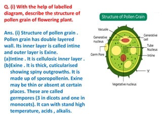 Sexual Reproduction in Flowering Class 12th Biology 1st Chapter.pptx