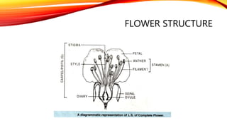 Sexual reproduction in flowering plant | PPTX
