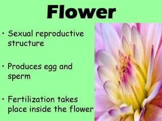 Sexual reproduction in flowering plants | PPTX