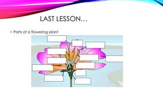 Sexual Reproduction in Flowering Plants | PPTX | Infertility ...