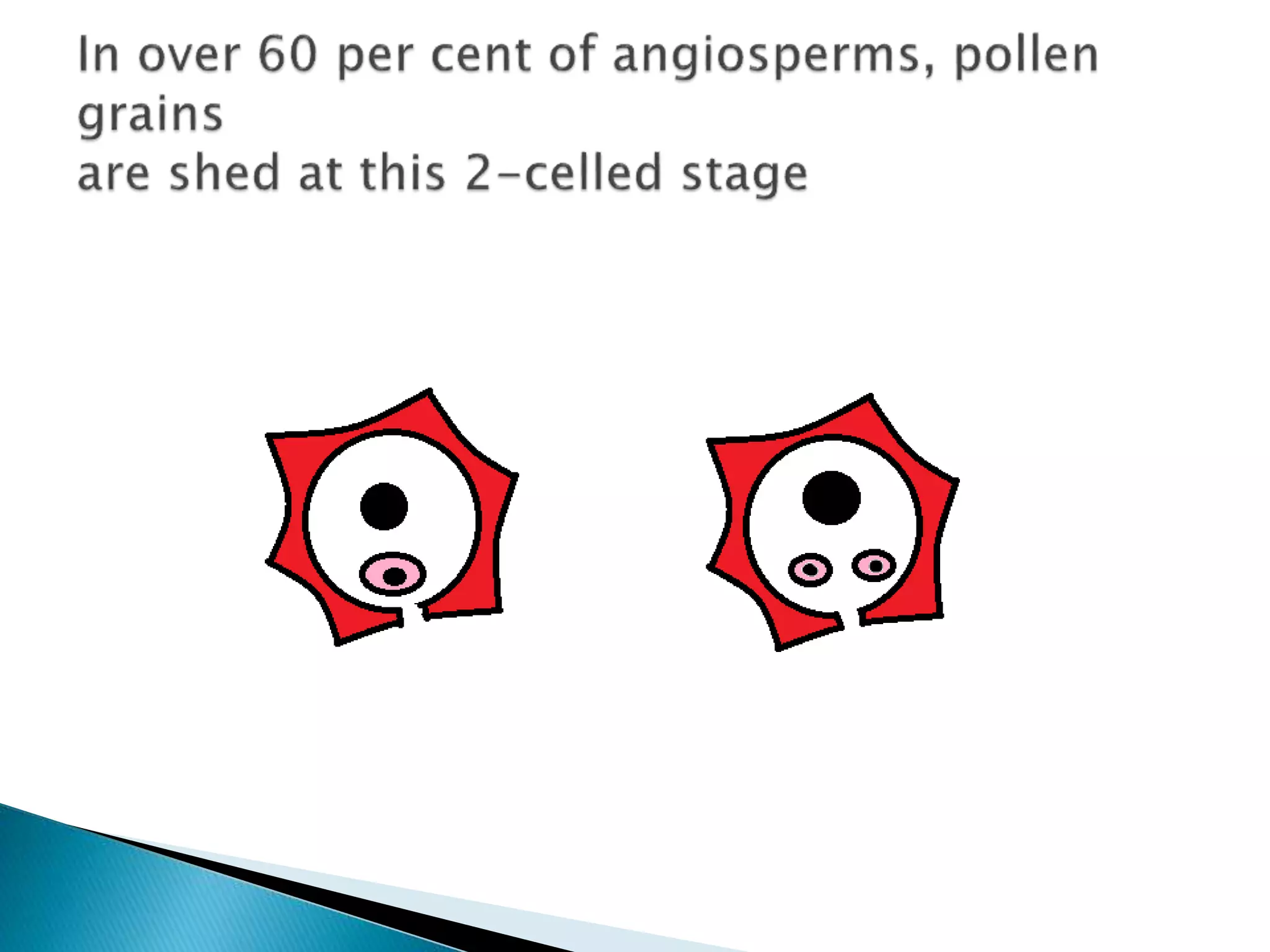 Sexual Reproduction In Angiosperms Ppt