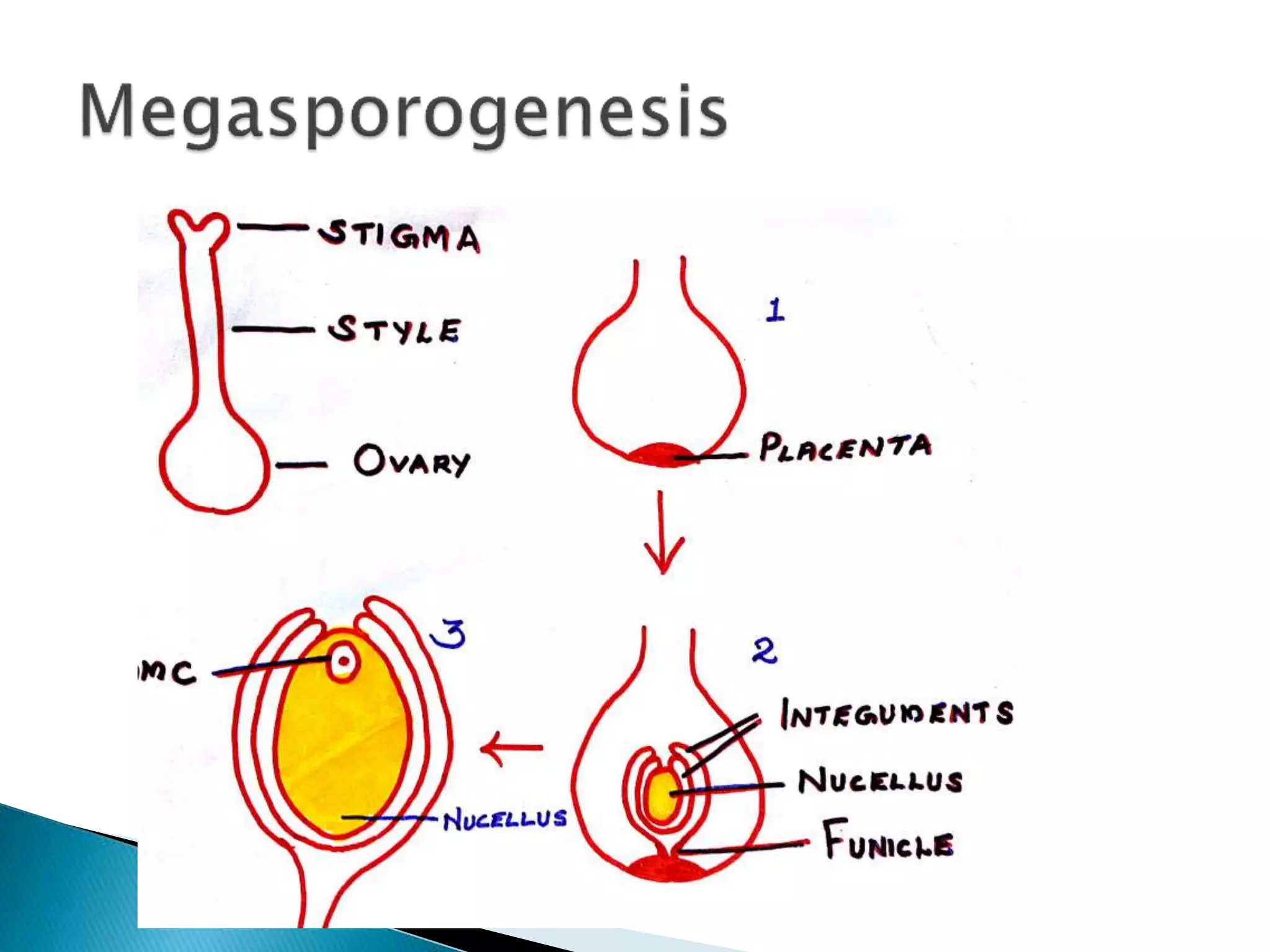 Sexual reproduction in Angiosperms | PPTX