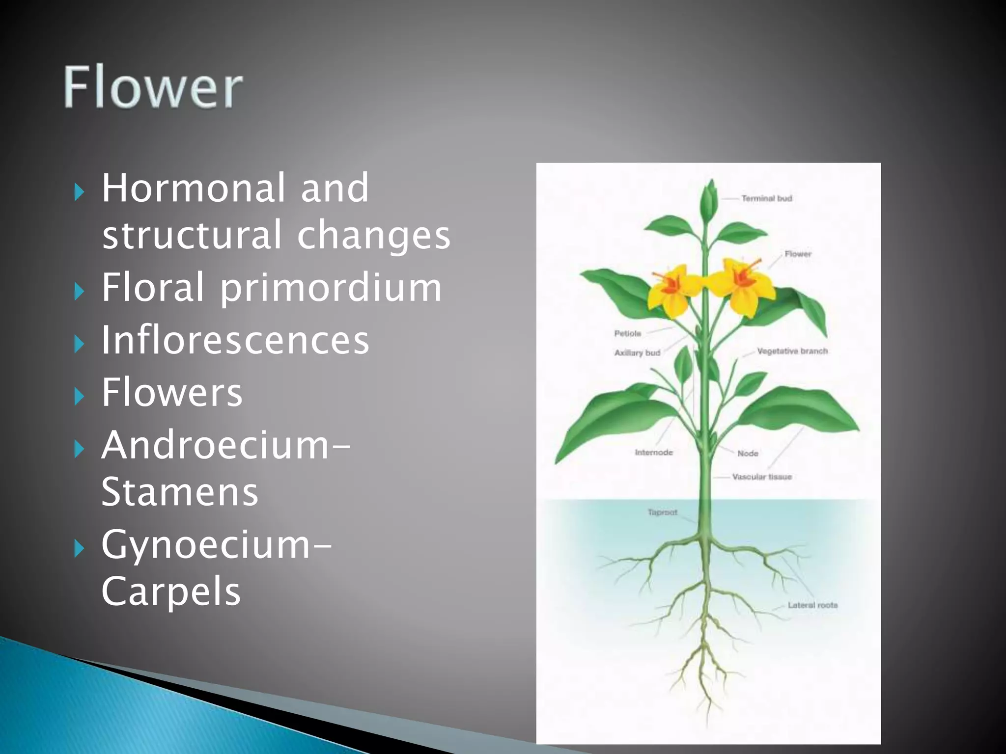 Sexual reproduction in Angiosperms | PPTX