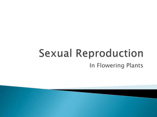 Sexual reproduction in Angiosperms | PPTX
