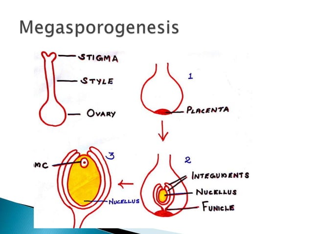 Sexual reproduction in Angiosperms | PPT