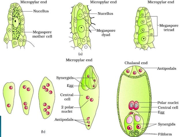 Sexual Reproduction In Angiosperms Ppt