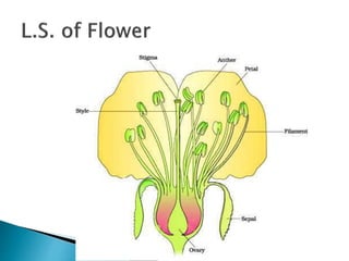 Sexual reproduction in Angiosperms | PPTX