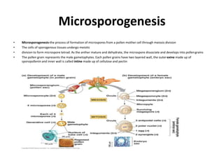 Sexual reproduction in flowering plants | PPTX