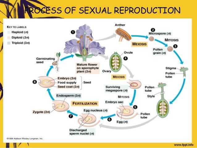 #Sexual reproduction in flowering plants
