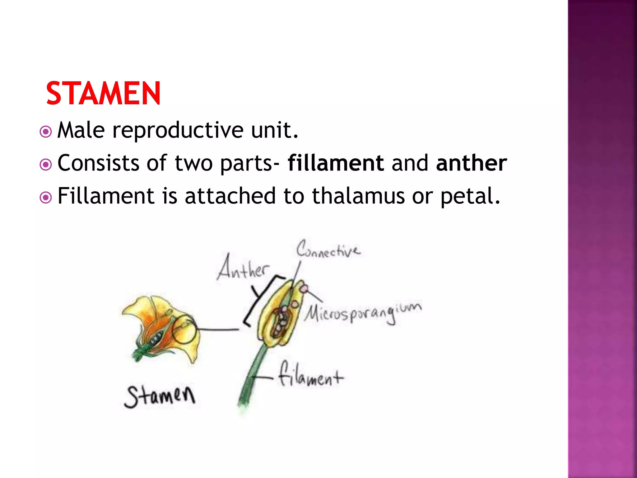 Sexual Reproduction In Flowering Plants Pptx
