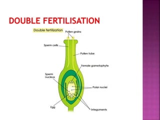 Sexual reproduction in flowering plants | PPTX