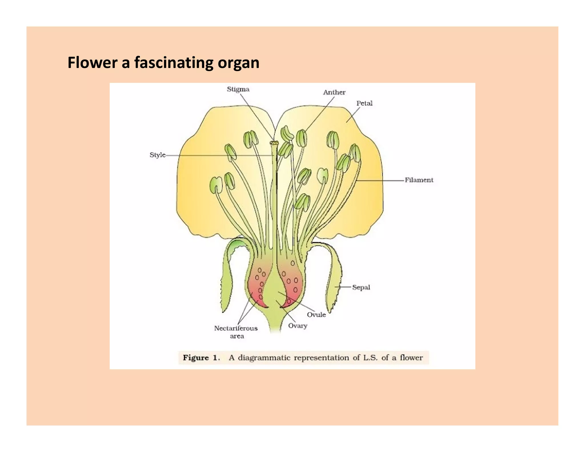 Sexual reproduction in flowering plants- Chapter 2 | PPT