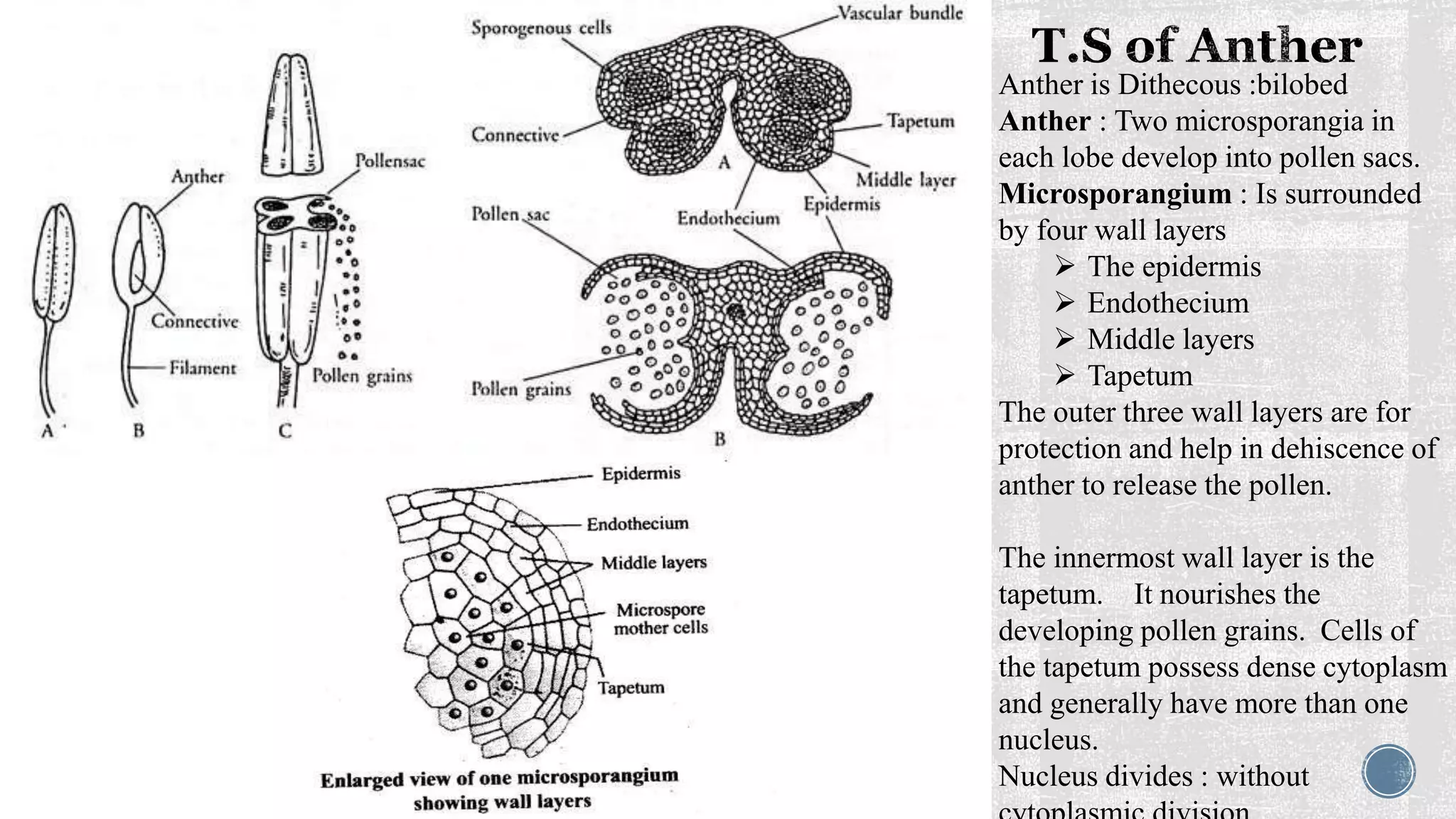 Sexual Reproduction In Flowering Plants Ppt