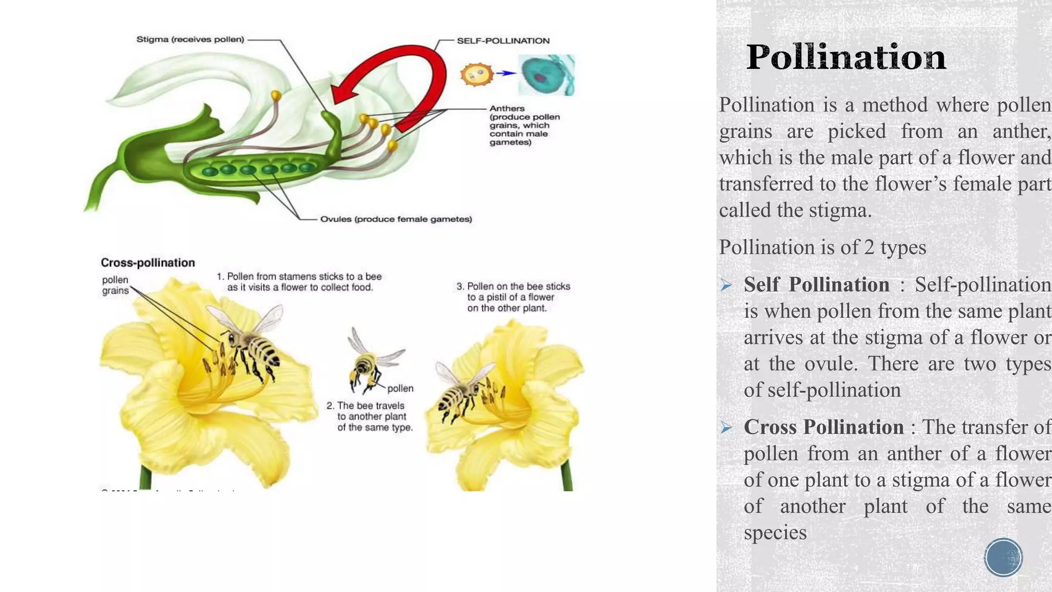 Sexual reproduction in flowering plants | PPT