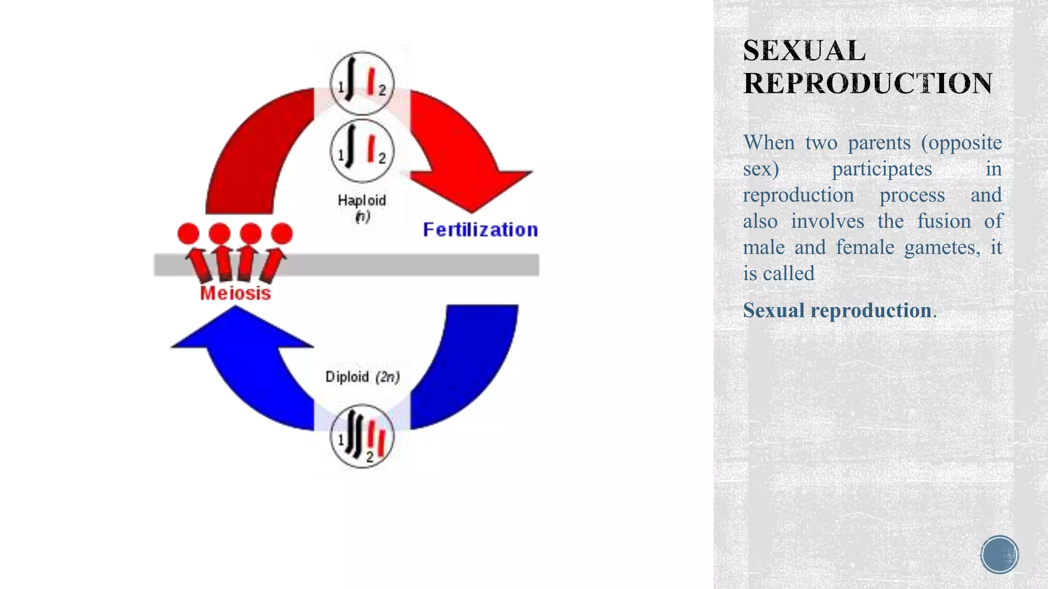 Sexual reproduction in flowering plants | PPT