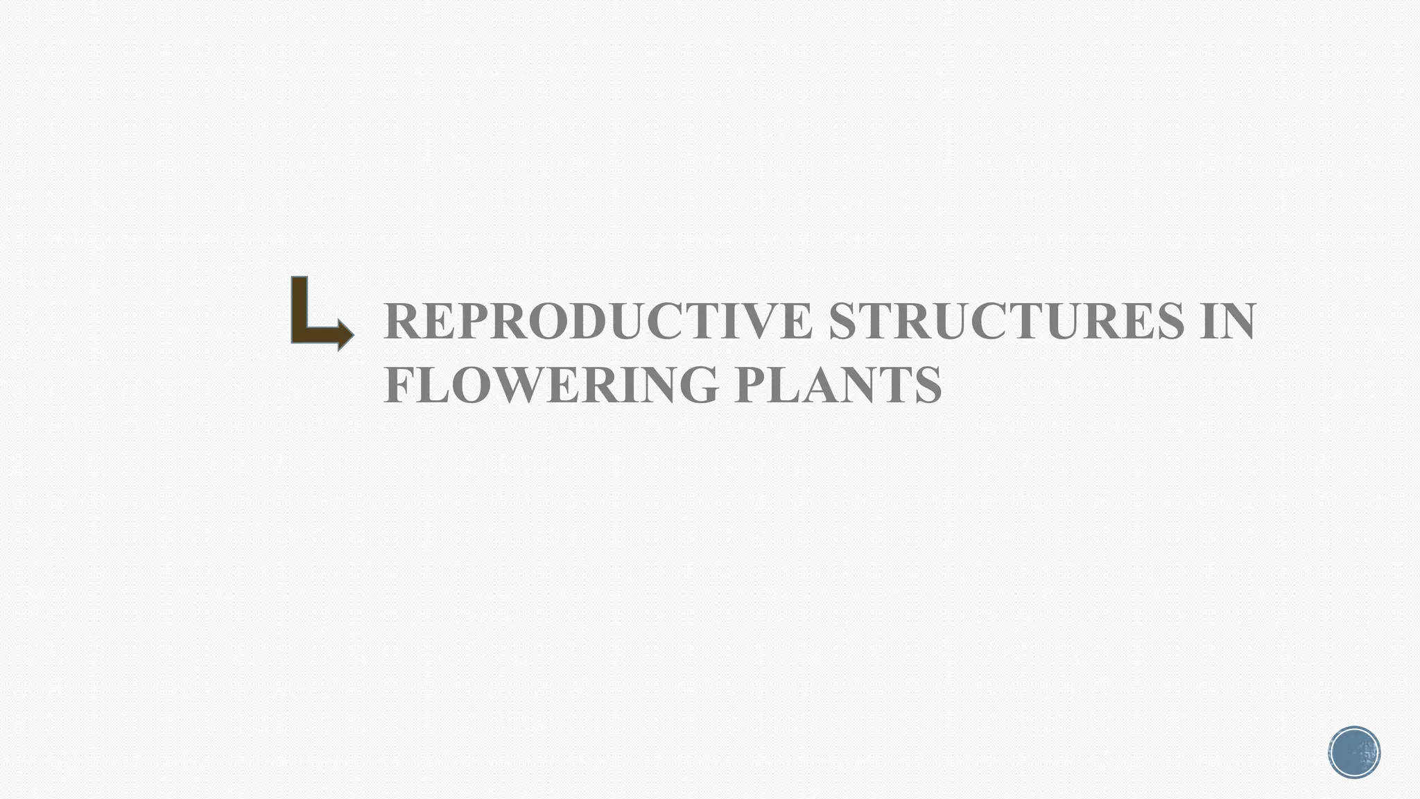 Sexual reproduction in flowering plants | PPT
