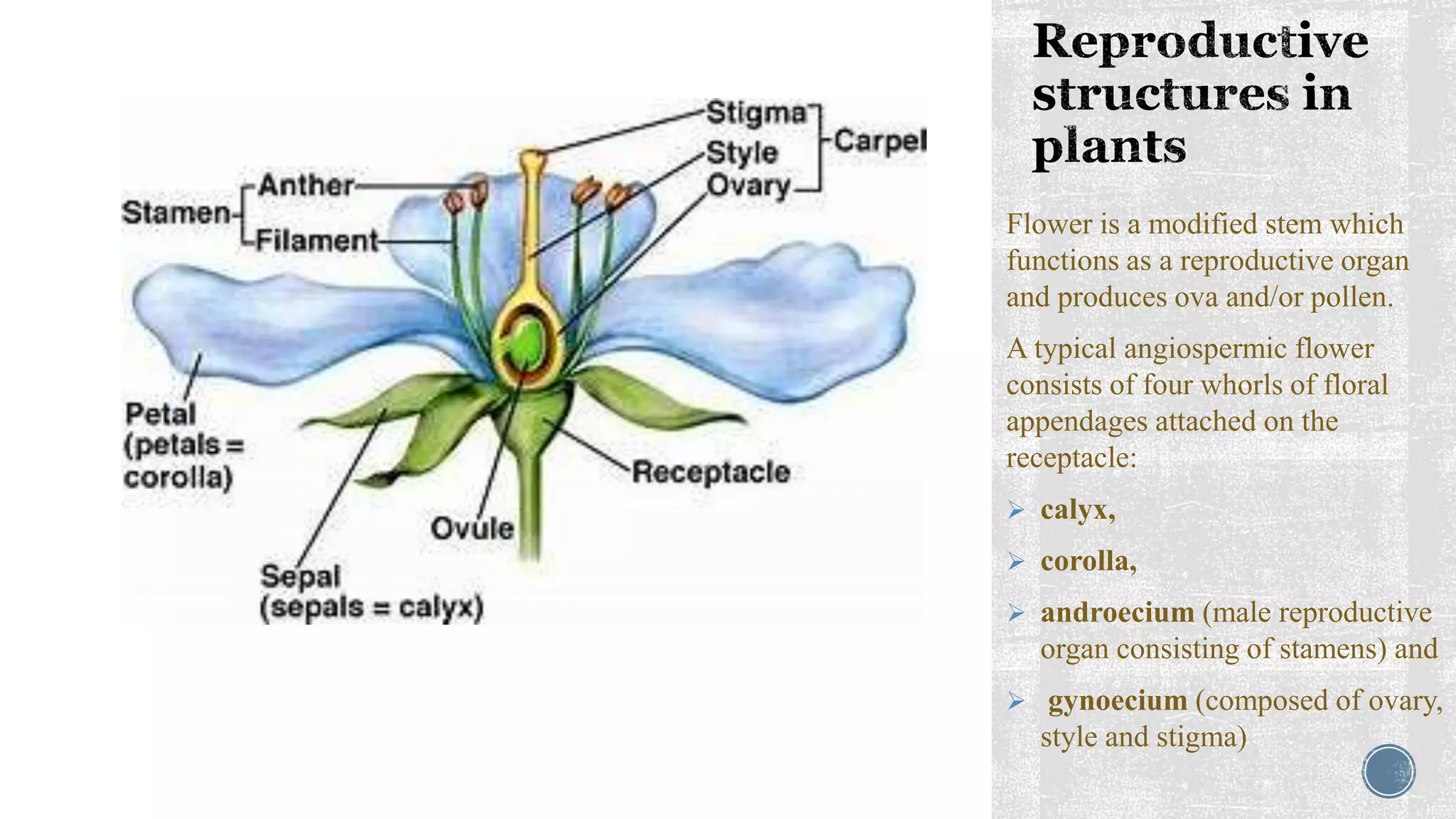 Sexual reproduction in flowering plants | PPT