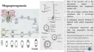 Sexual reproduction in flowering plants | PPTX