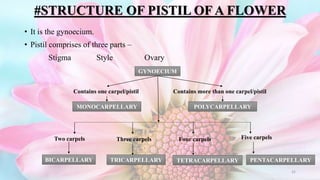 Sexual reproduction in flowering plants | PPTX