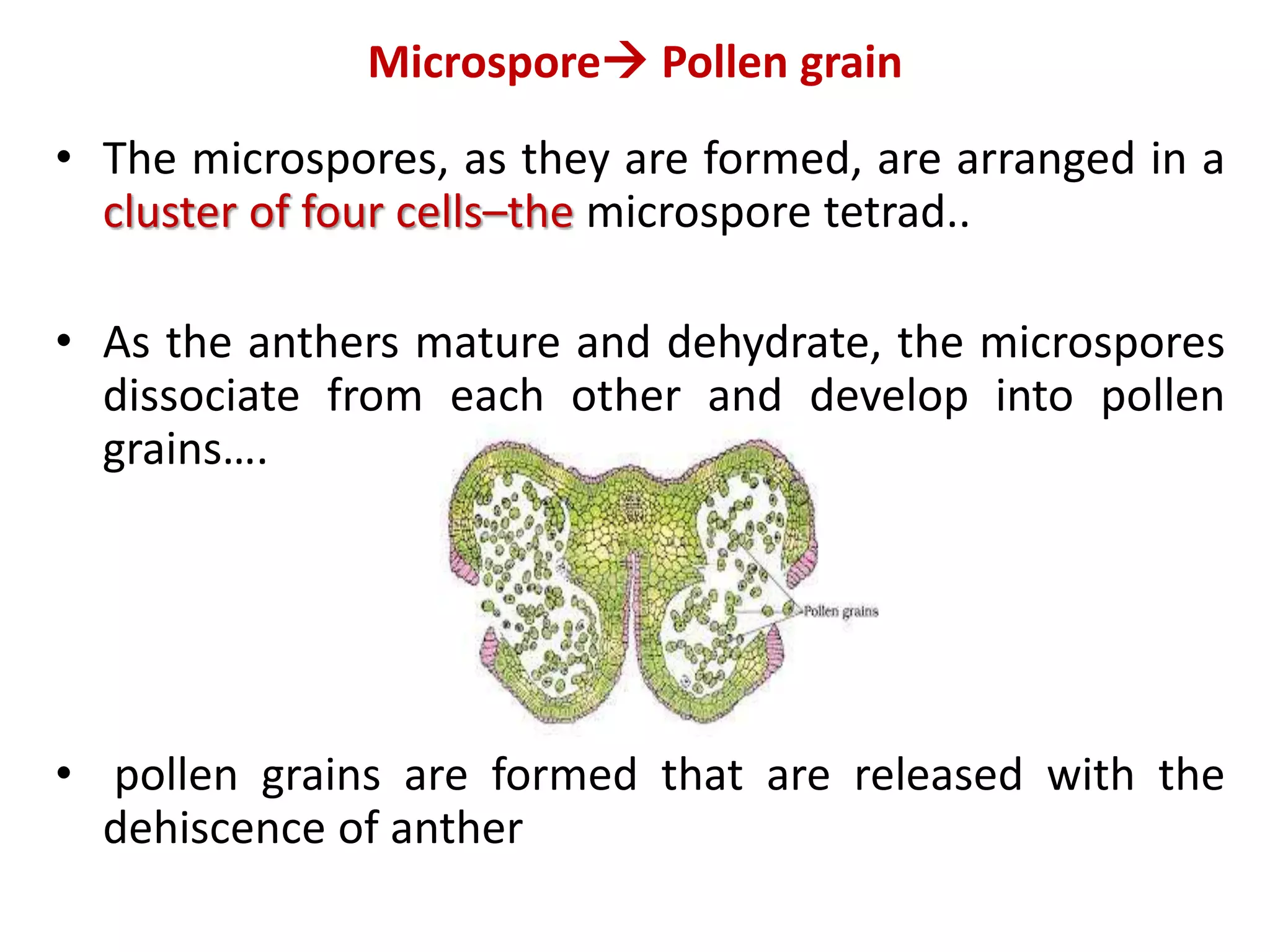 Sexual reproduction in flowering plants, Microsporogenesis, Pollen ...
