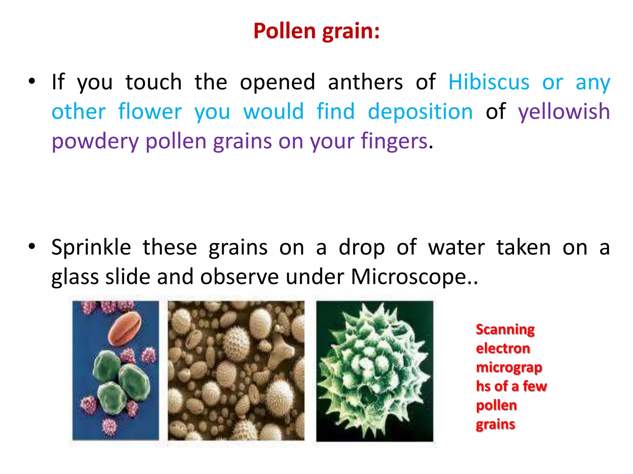 Sexual reproduction in flowering plants, Microsporogenesis, Pollen ...