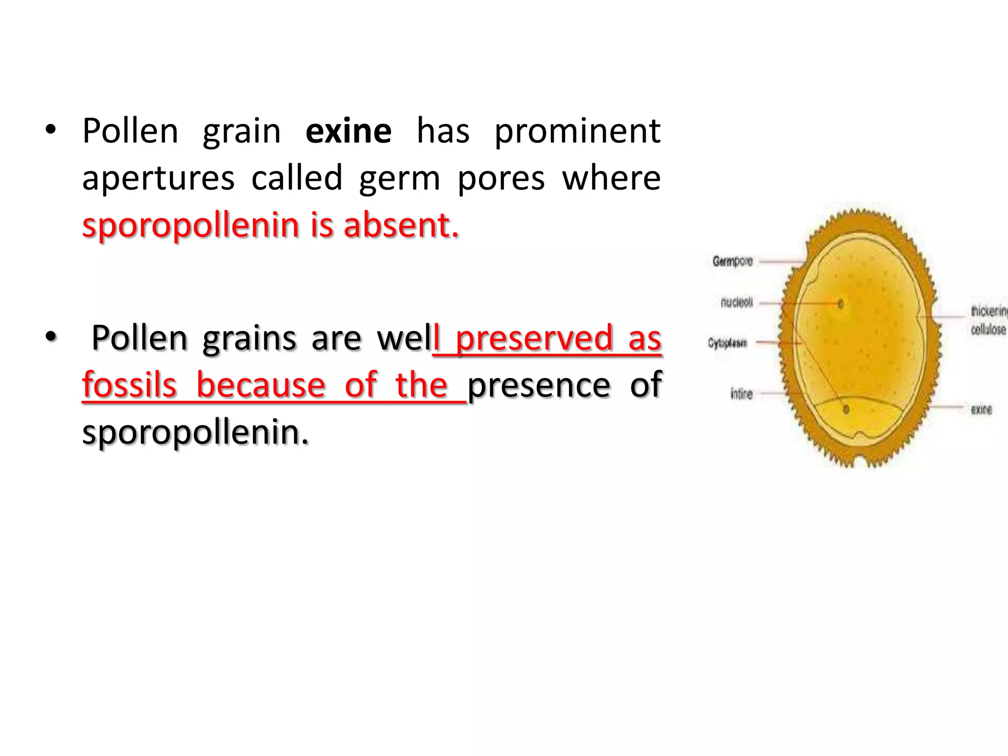 Sexual reproduction in flowering plants, Microsporogenesis, Pollen ...