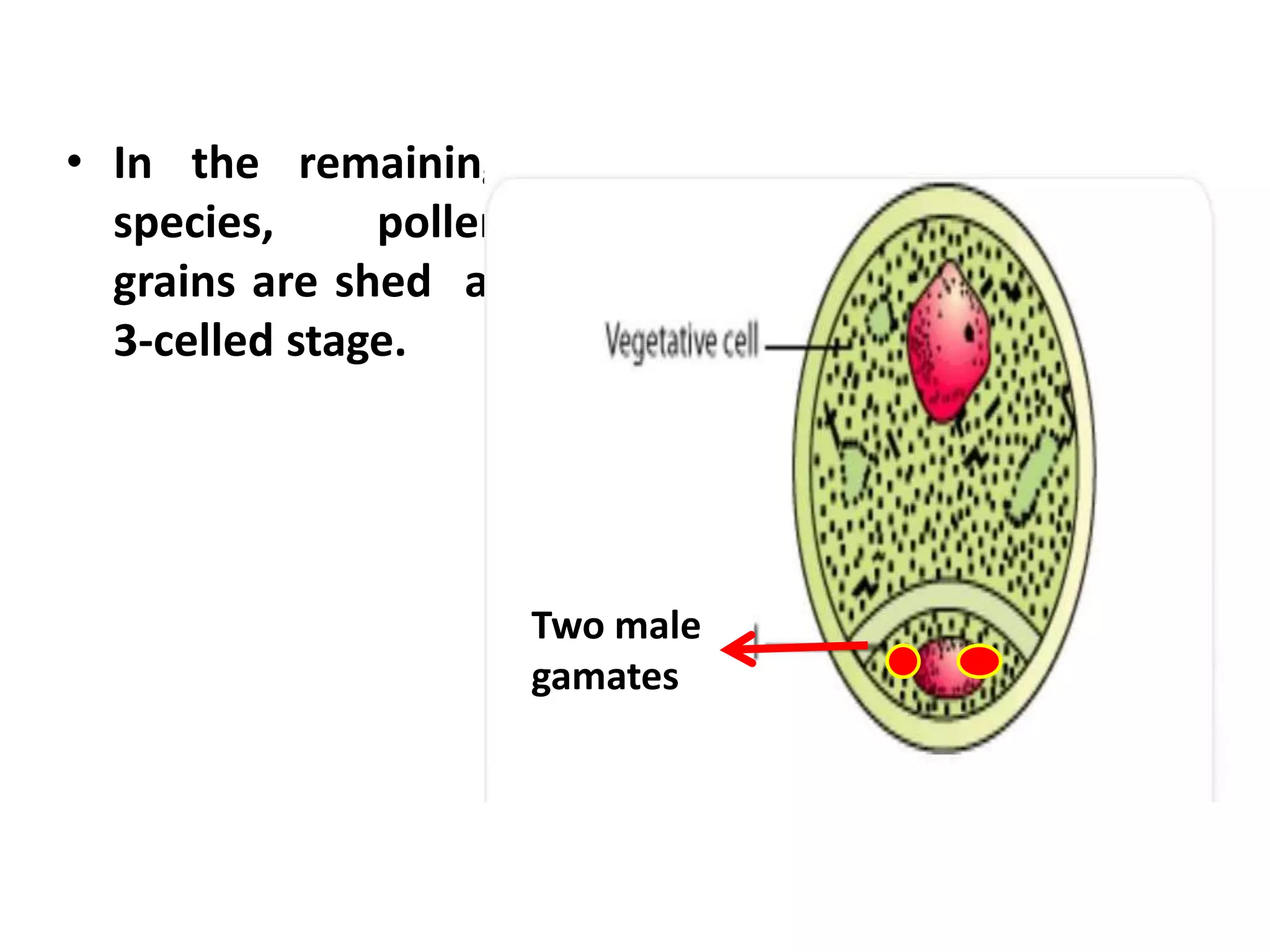 Sexual reproduction in flowering plants, Microsporogenesis, Pollen ...