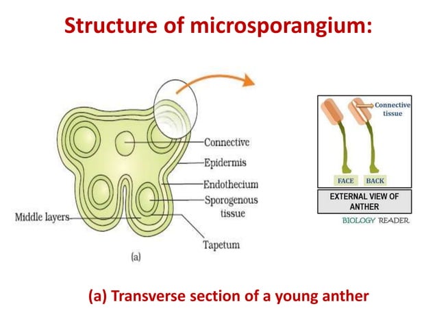 Sexual reproduction in flowering plants, Microsporogenesis, Pollen ...
