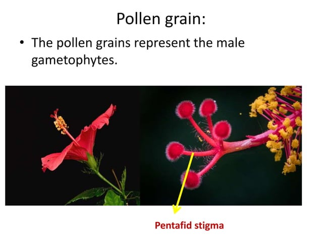 Sexual reproduction in flowering plants, Microsporogenesis, Pollen ...
