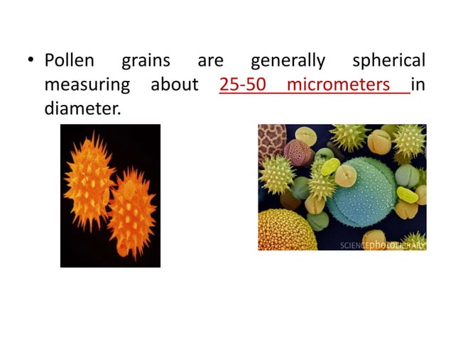 Sexual reproduction in flowering plants, Microsporogenesis, Pollen ...