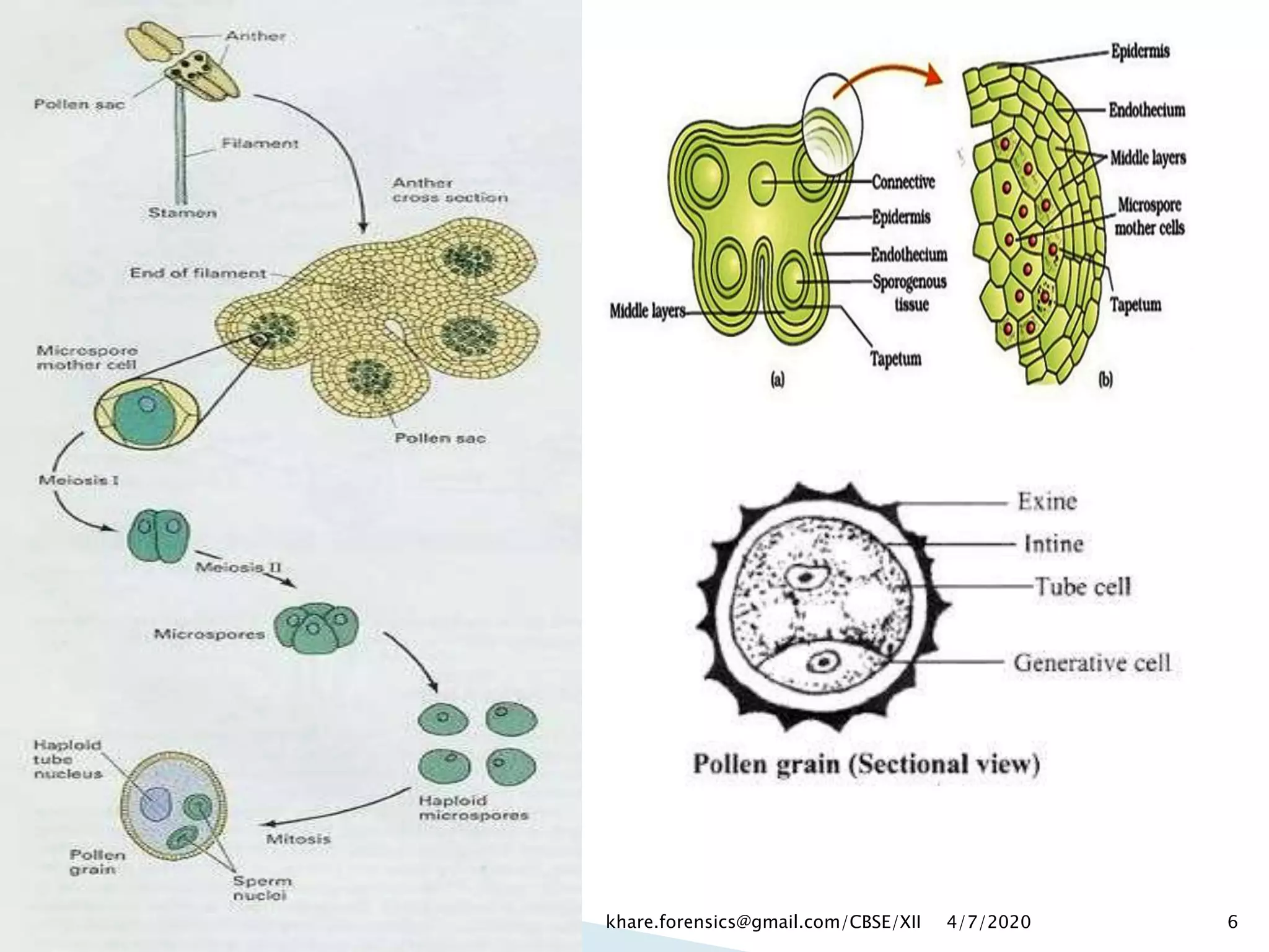 Sexual reproduction in flowering plants | PPT