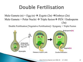 Sexual reproduction in flowering plants | PPT