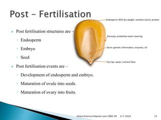 Sexual reproduction in flowering plants | PPT