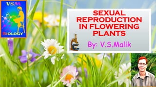 Sexual reproduction in flowering plants | PDF