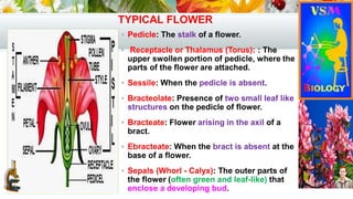 Sexual reproduction in flowering plants | PPT