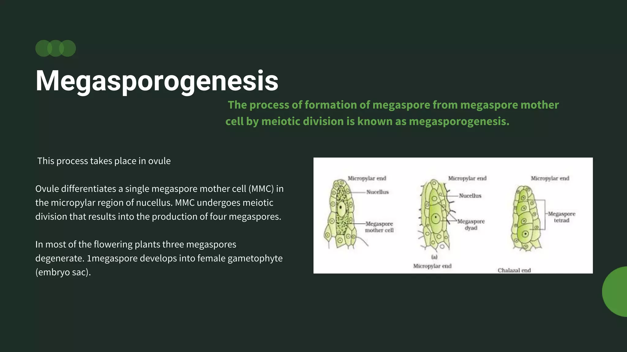 SEXUAL REPRODUCTION IN FLOWERING PLANTS.pptx