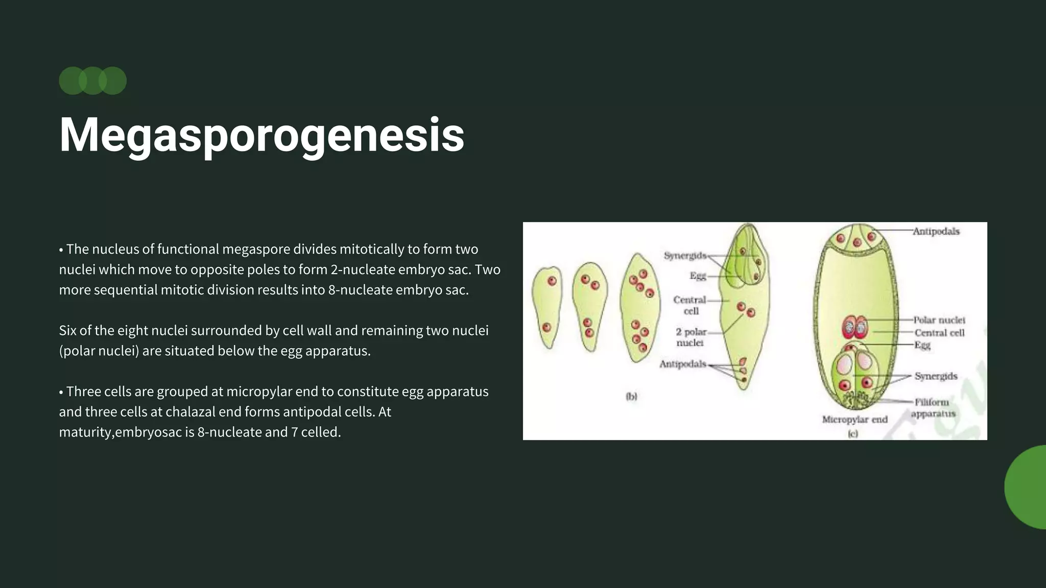 SEXUAL REPRODUCTION IN FLOWERING PLANTS.pptx