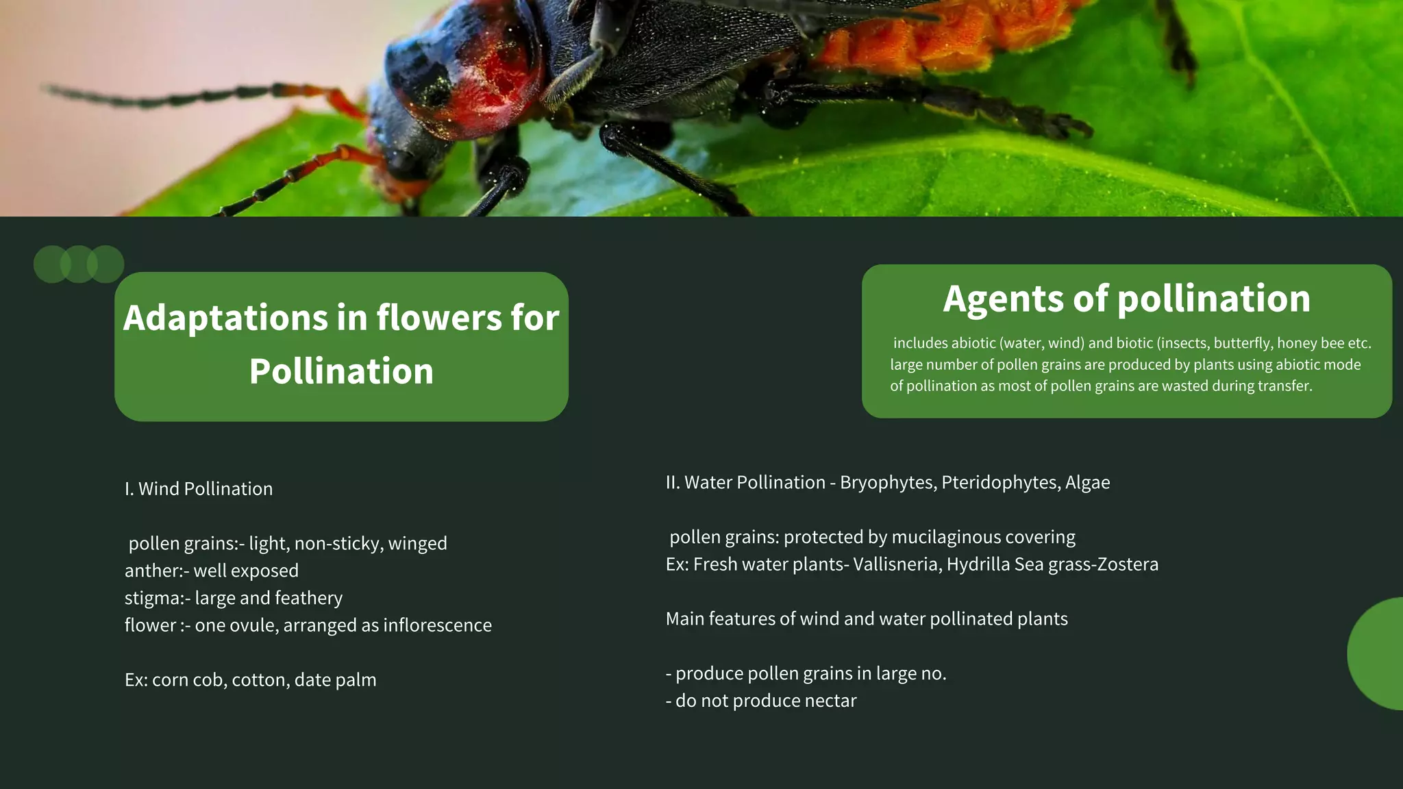 SEXUAL REPRODUCTION IN FLOWERING PLANTS.pptx
