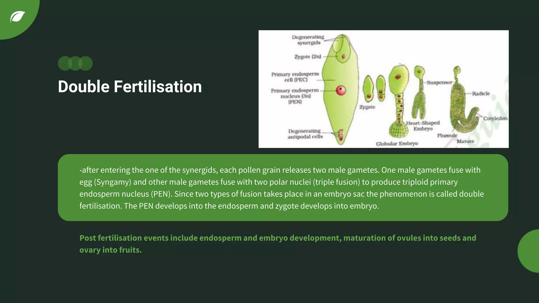 SEXUAL REPRODUCTION IN FLOWERING PLANTS.pptx