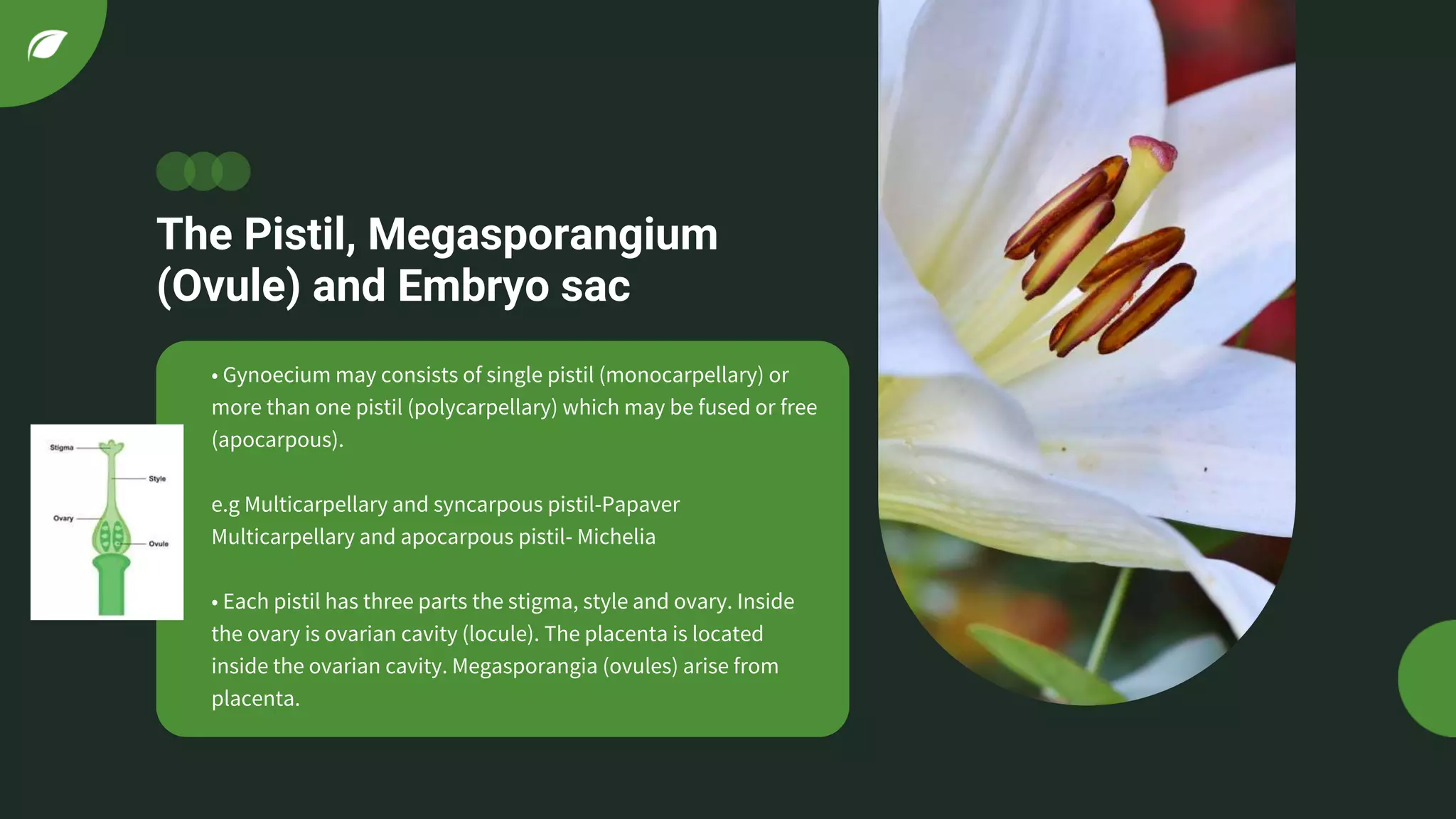 SEXUAL REPRODUCTION IN FLOWERING PLANTS.pptx